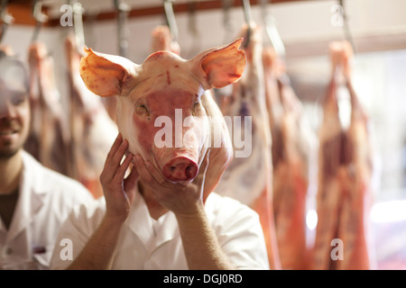 Coon coon pigs in a small holding Stock Photo - Alamy