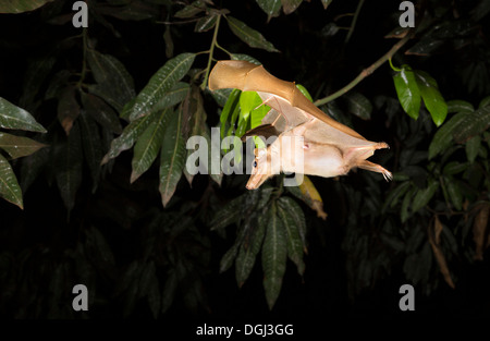 Female Gambian epauletted fruit bat (Epomophorus gambianus) flying with ...