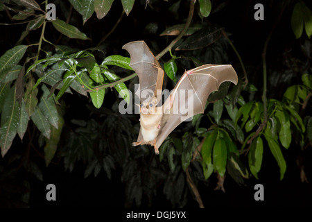 Female Gambian epauletted fruit bat (Epomophorus gambianus) flying with ...