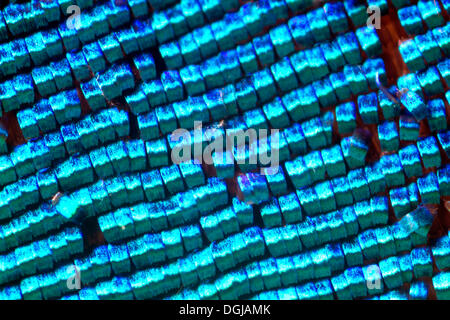 Scales of a butterfly wing from a Meander Prepona (Archaeoprepona ...