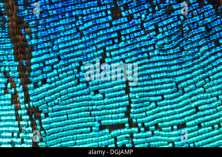 Scales of a butterfly wing from a Meander Prepona (Archaeoprepona ...