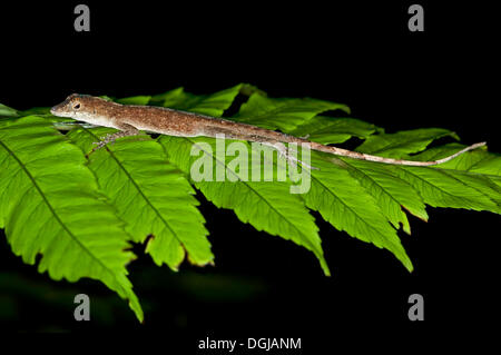 Anole Lizard in natural habitat near houses in Hollywood, Florida ...