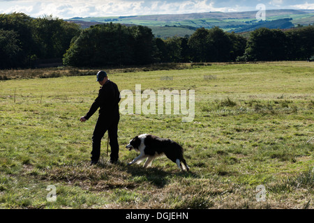 Shepherd with sheepdog rounding up flock of sheep at the Longshaw ...