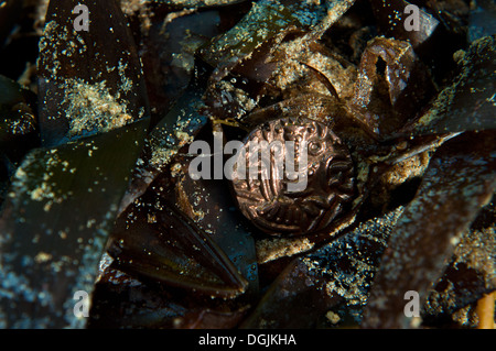 ancient kashmir coin with Didda Rani in studio setting Stock Photo - Alamy