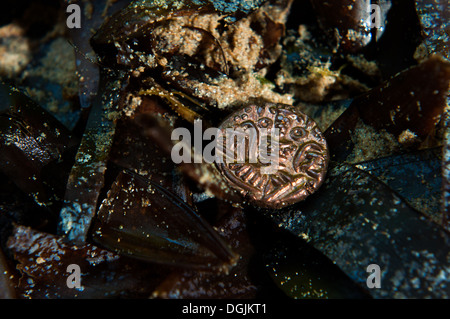 ancient kashmir coin with Didda Rani in studio setting Stock Photo - Alamy