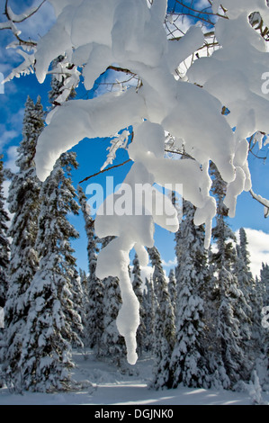 Fresh snow in boreal forest, Northern Manitoba, MB, Canada Stock Photo ...