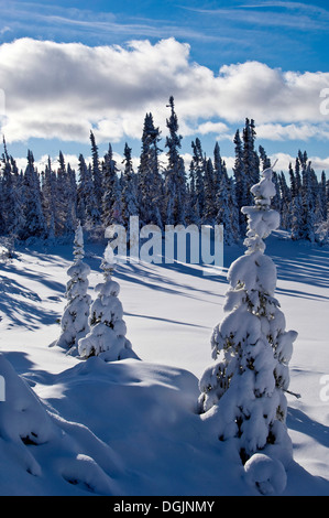Fresh snow in boreal forest, Northern Manitoba, MB, Canada Stock Photo ...