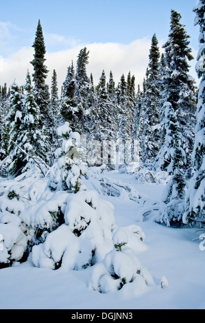 Fresh snow in boreal forest, Northern Manitoba, MB, Canada Stock Photo ...