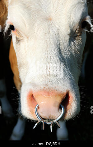 mammal mammals nose cow bovine cows piercing cattle herbivore nosering ...