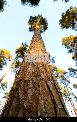 Tall tree trunks and branches of conifers Cragside, Rothbury ...