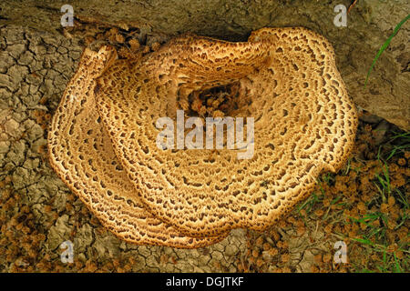 Dryad's Saddle or Pheasant's back mushroom bracket fungus, Polyporus ...