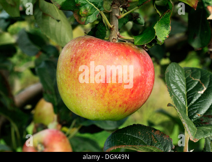 Malus domestica 'Howgate Wonder' Stock Photo - Alamy