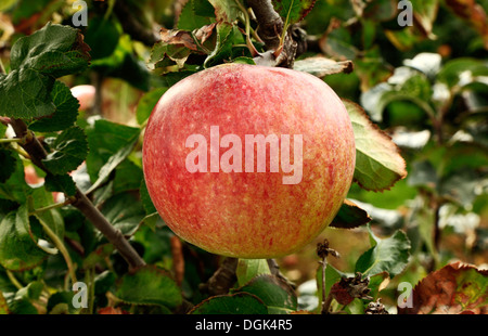 Apple 'Howgate Wonder', malus domestica apples variety varieties ...