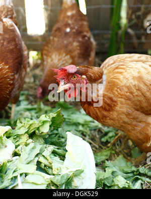 Hens on a traditional free range poultry organic farm grazing on the ...