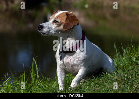 Jack Russell Terrier is very lively, headstrong and intelligent dog ...