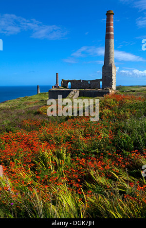 Remains of the old Engine house chimneys at Levant Tin Mine - located ...