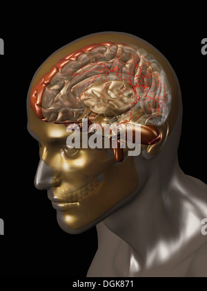 Transparent human head showing the brain Stock Photo - Alamy