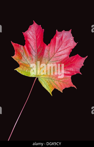 Vertical red background with patterned shapes Stock Photo - Alamy