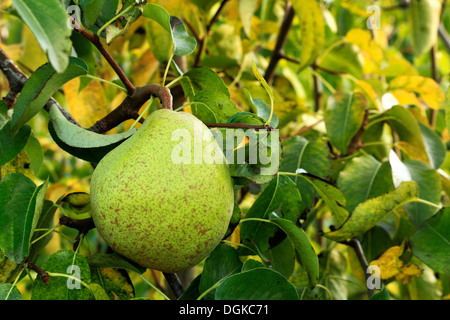 Pear 'Doyenne du Comice', Pyrus communis, named variety growing on tree ...