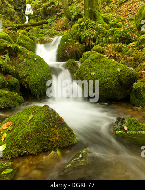 Old beeches in autumn, national park Kellerwald, Hessen, Germany Stock ...