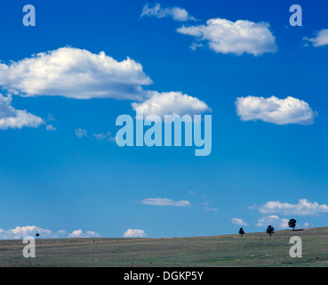 landscape with isolated trees Stock Photo - Alamy