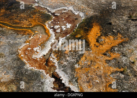 Sinter deposits with yellow hot water algae, Rainbow and Cascade ...