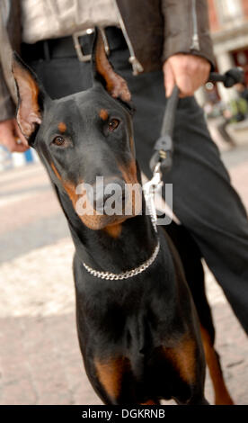 Doberman pinscher dog on leash sitting on the floor in pet store Stock Photo - Alamy