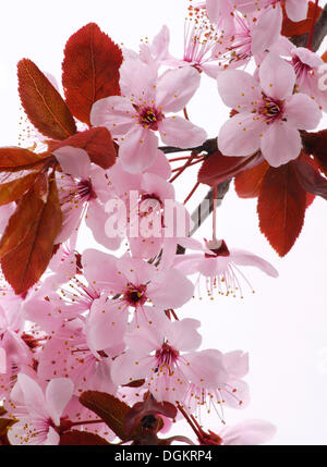 Blossoming prunus cerasifera cherry plum springtime pink flowers Stock ...