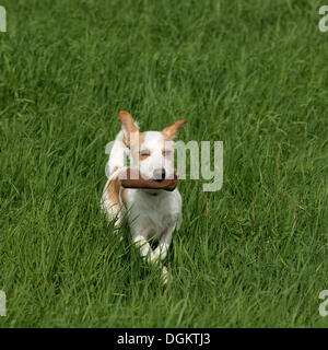 Cute small terrier running and playing in winter forest during walk ...