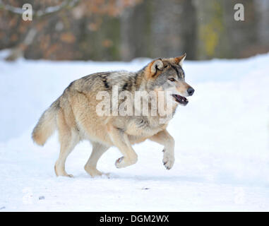 Grey Alpha Wolf During Full Moon Night in the Wilderness Stock Photo ...