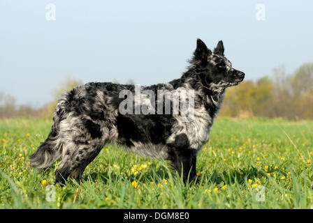 Mudi standing in a meadow Stock Photo - Alamy