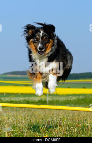Australian shepherd jumping over an agility hurdle Stock Photo - Alamy