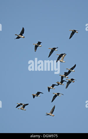 Greylag Geese during the migration Stock Photo - Alamy