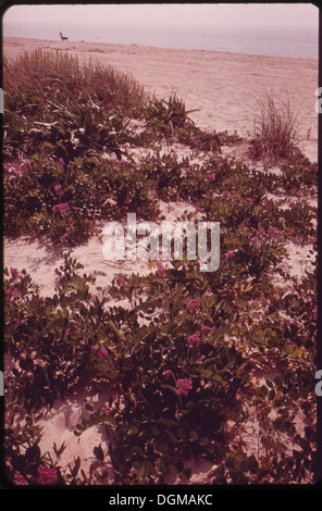 Wild roses and beach grass grow on the sand dunes, capturing the ...