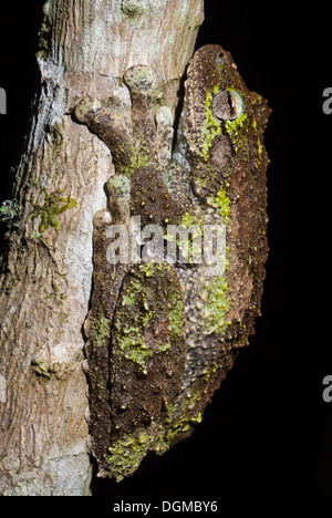 A closeup of an Australian green tree frog (Ranoidea caerulea) on a ...