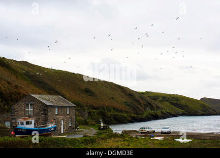 Abercastle Pembrokeshire Wales Stock Photo: 56945933 - Alamy