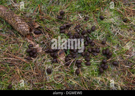 Fallow deer, Daim, dirt, droppings, faeces, Losung, Kot, Damwild, Dam ...
