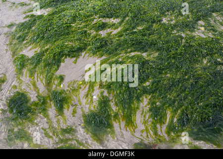 Seaweed, gutweed, gut-weed, grass-kelp, kelp, Flacher Darmtang ...