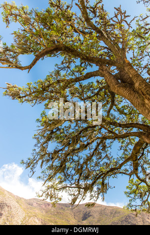 Large lonely tree in peruvian desert in South America,PERU against blue ...