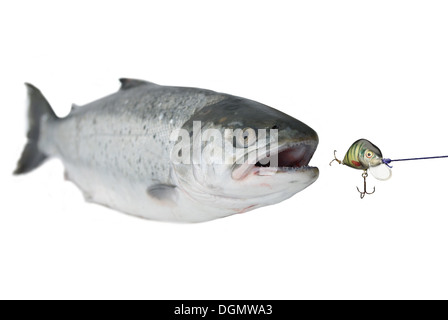 chasing on white background artificial bait pike Stock Photo - Alamy