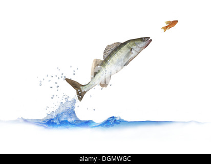 jumping out for fish zander on white background Stock Photo - Alamy