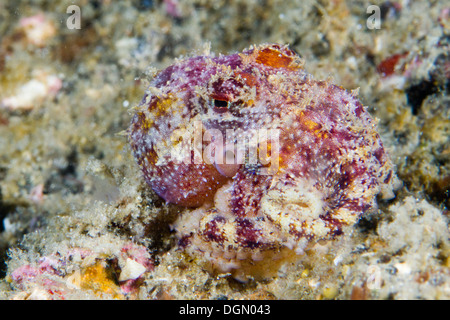 Poison Ocellate Octopus - Octopus mototi, camouflaged against the ...