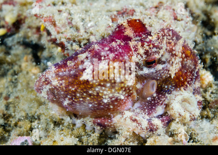 Poison Ocellate Octopus - Octopus mototi, camouflaged against the ...