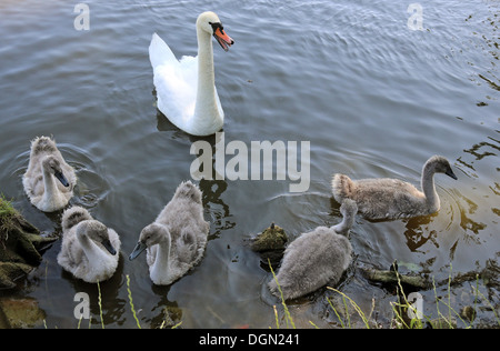 Stralsund, Germany, Mute Swan with chicks Stock Photo - Alamy