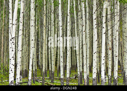 Aspen tree trunks, Banff National Park, Alberta, Canada Stock Photo - Alamy