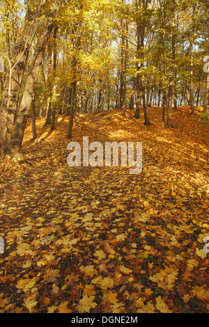 Autumn park background, HDRI Stock Photo - Alamy