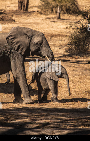 African elephant mother and child walking in Chobe National Park in ...