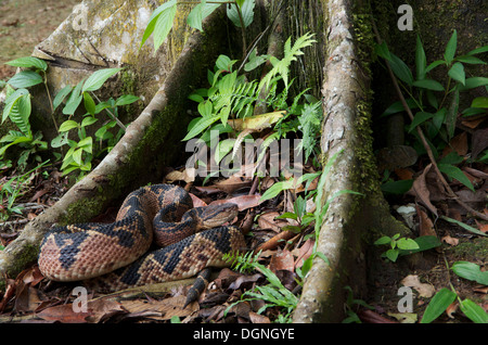 A South American Bushmaster, the world's largest pitviper species, in ...