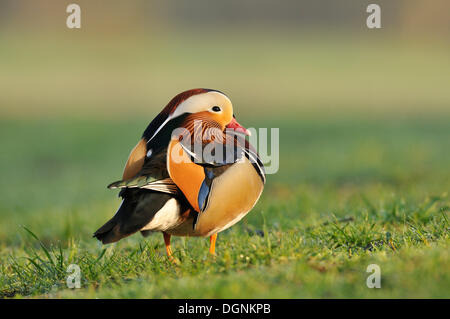 Mandarin duck (Aix galericulata), Leipziger Stadtpark, city park ...
