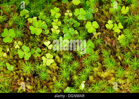 Clover and Moss Stock Photo: 135303131 - Alamy